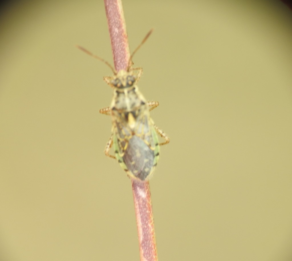 Brachycarenus tigrinus from Berlin, Berlin, Germany on June 11, 2022 at ...