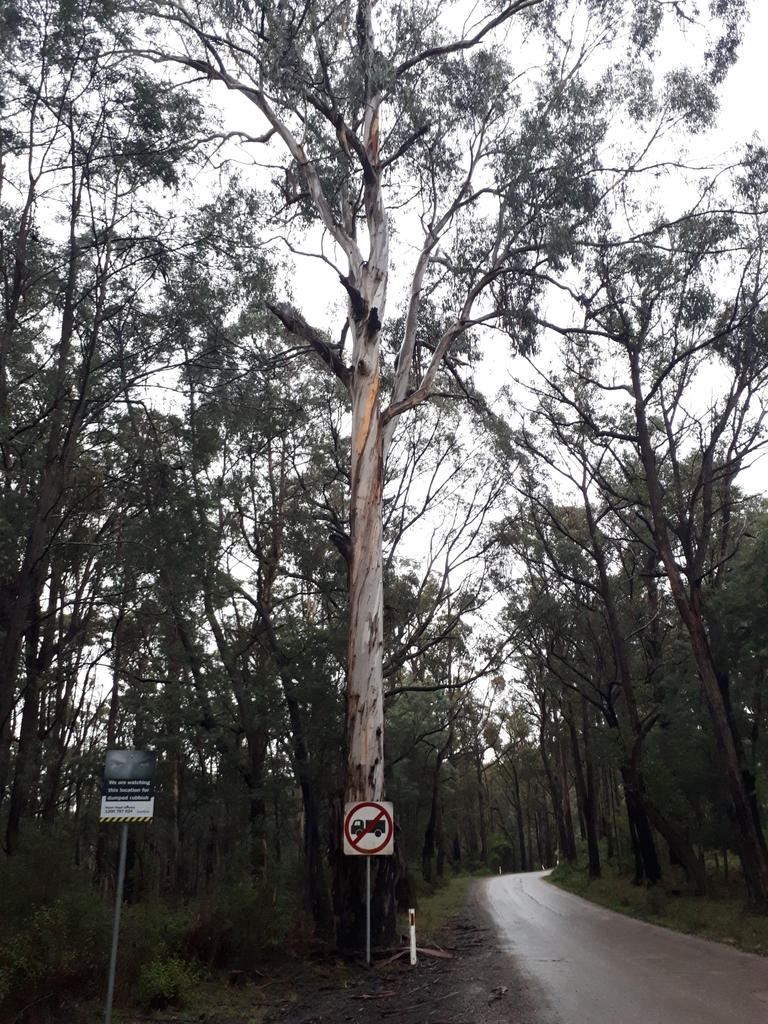 mountain grey gum from Pakenham Upper VIC 3810, Australia on June 12 ...
