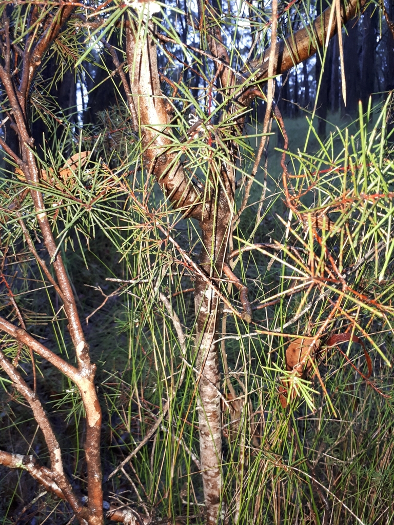 Bushy Needlewood from Pakenham Upper VIC 3810, Australia on June 12 ...
