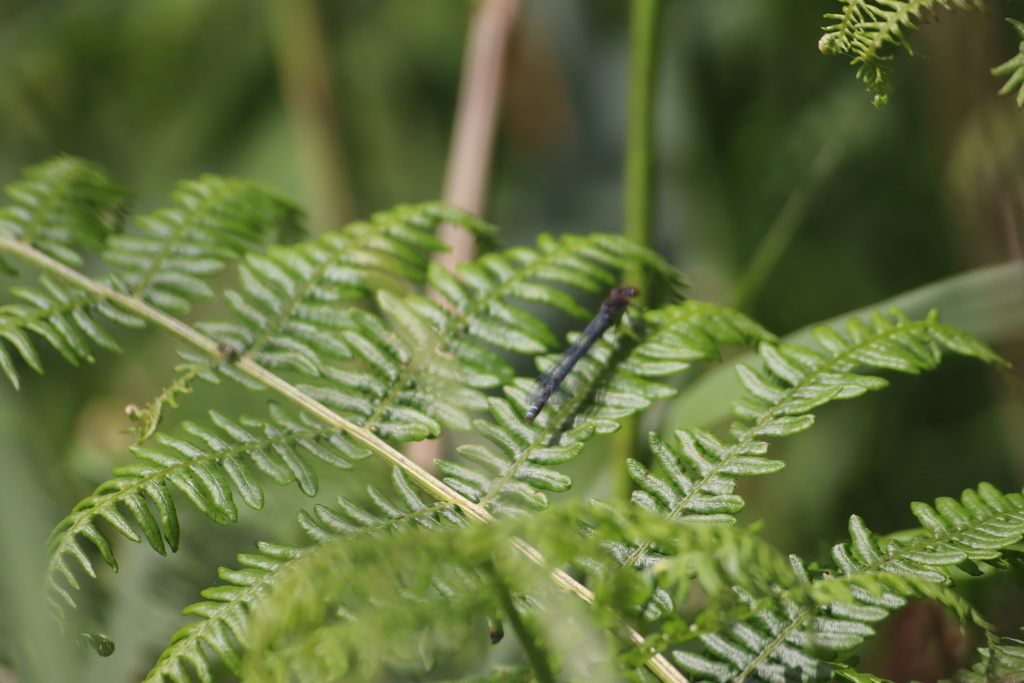 Red-eyed Damselfly from Great Raveley Drain, Huntingdon, England, GB on ...