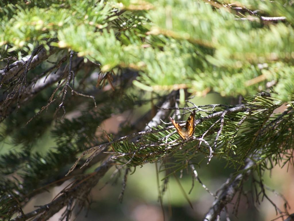California Tortoiseshell from Yosemite National Park, Mariposa ...