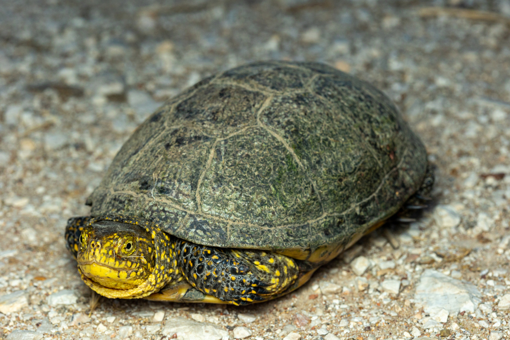 Hellenic Pond Turtle (Emys orbicularis hellenica) - Marine Life ...