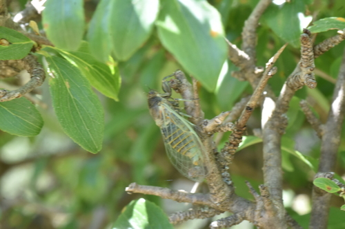 Observations by purnendu · iNaturalist