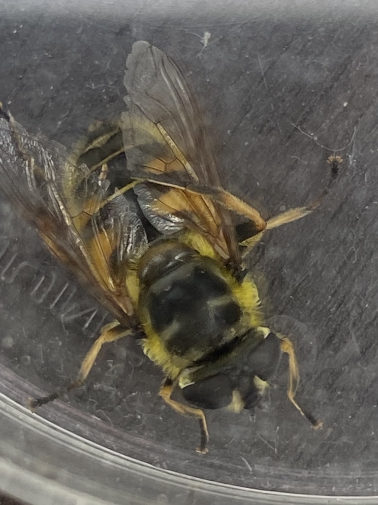 Yellow-haired Sun Fly from Eckernförder Straße, Kiel, Schleswig ...