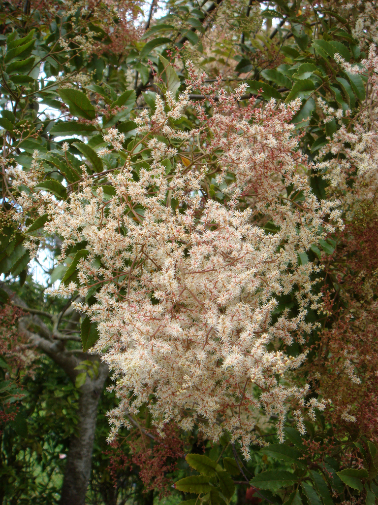 Makamaka (Ackama rosifolia) - Botanical Realm