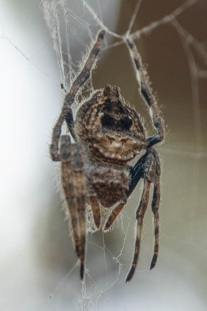 Darwin's Bark Spider from Analamanga, Antananarivo, Madagascar on ...