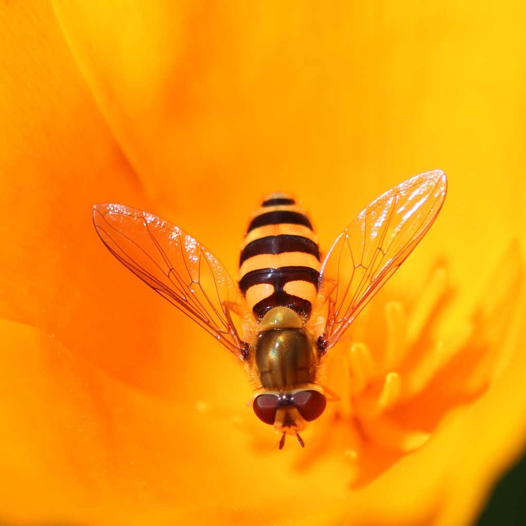 Common Flower Flies in June 2022 by Renaud Jégat · iNaturalist