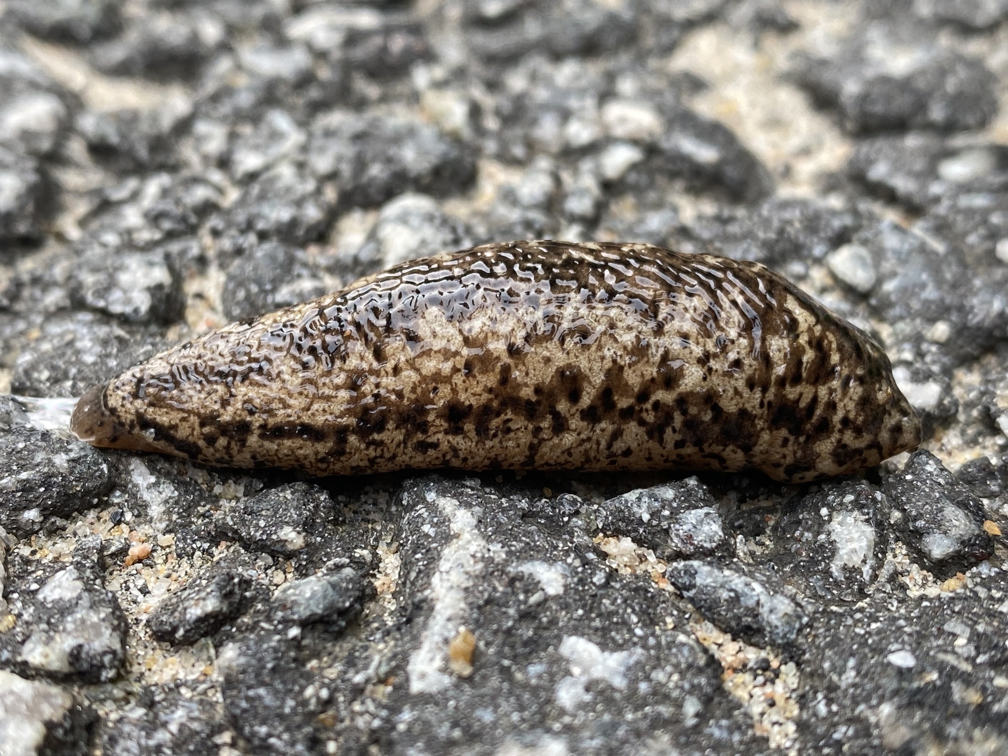 Philomycus togatus (A.Gould, 1841)