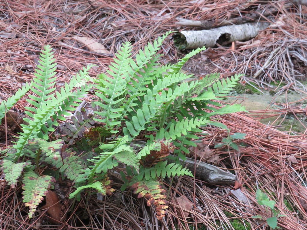 rock polypody from Adams County, US-WI, US on June 11, 2022 at 09:16 AM ...