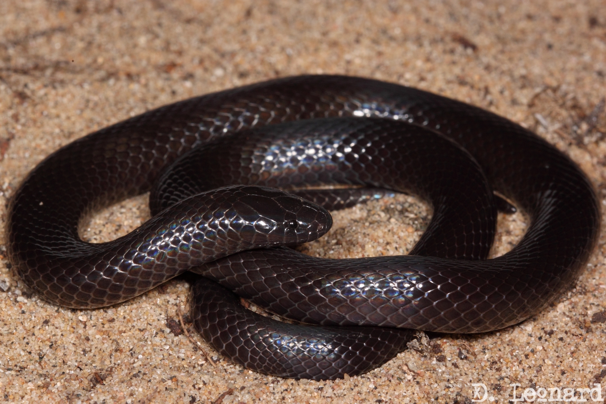 Amblyodipsas concolor (Smith, 1849)