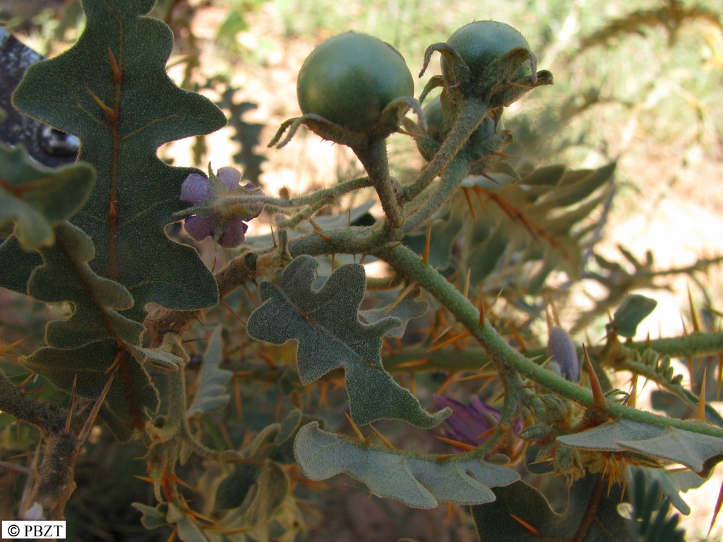 porcupine tomato (Solanum pyracanthos) - Botanical Realm