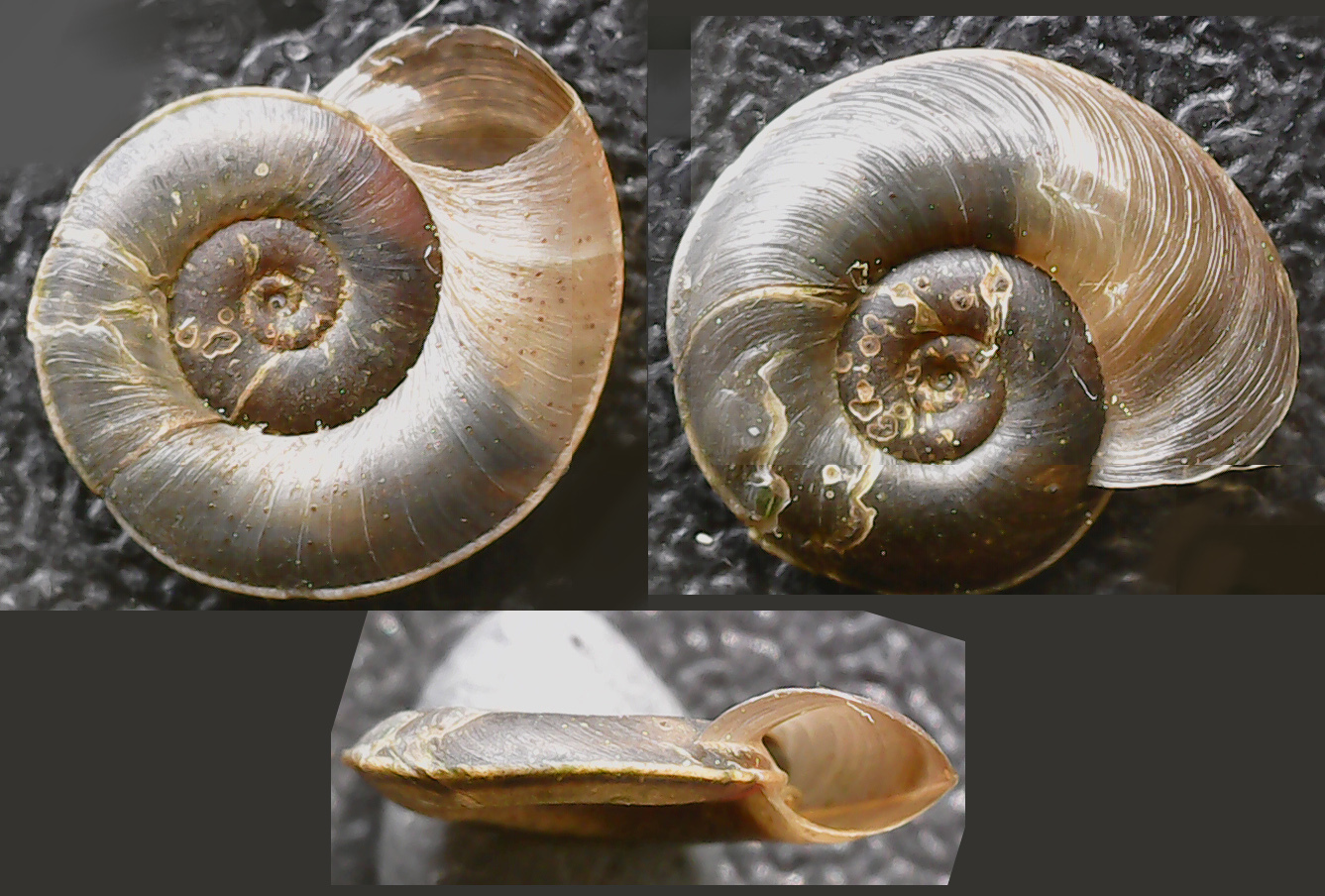 Planorbis carinatus O.F.Müller, 1774
