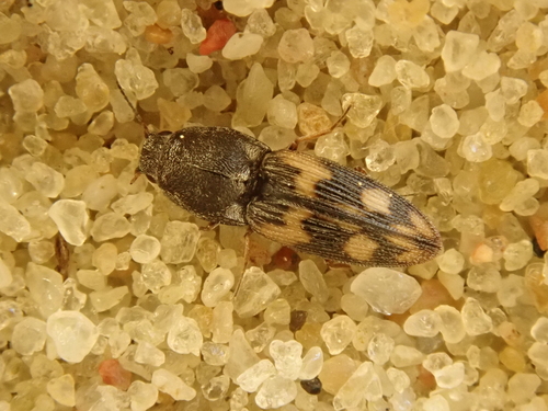 Negastrius sabulicola · iNaturalist