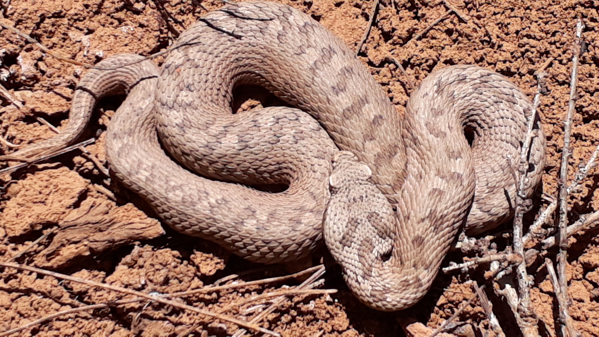 Montivipera bornmuelleri (Werner, 1898)