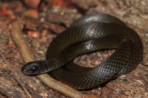 Green Water Snake (Philothamnus hoplogaster) - Snakes and Lizards