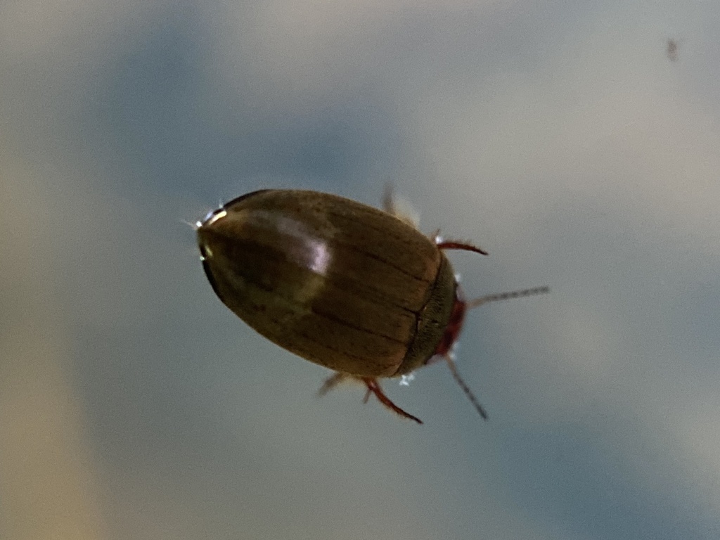Hydroporus from Brown Rd, Wexford, PA, US on June 08, 2022 at 04:08 PM ...