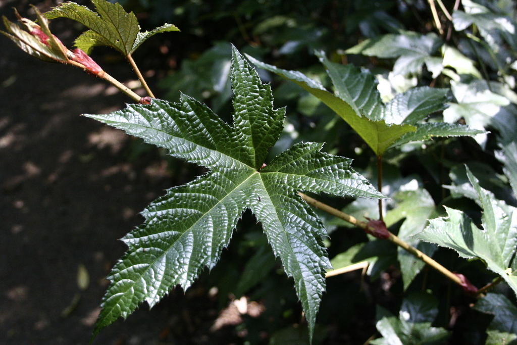 (Rubus reflexus lanceolobus) - Botanical Realm