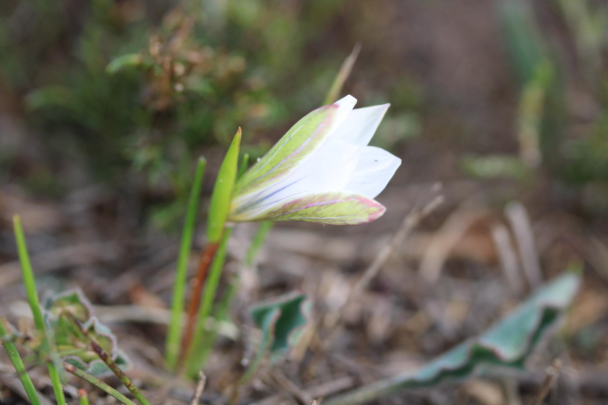Romulea flava (Lam.) M.P.de Vos