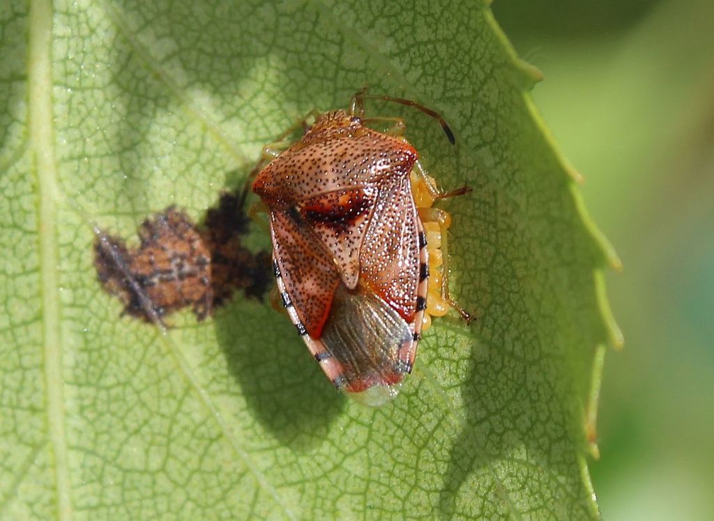 Parent Bug from Rowley Regis, UK on June 12, 2022 at 08:41 AM by Andrew ...