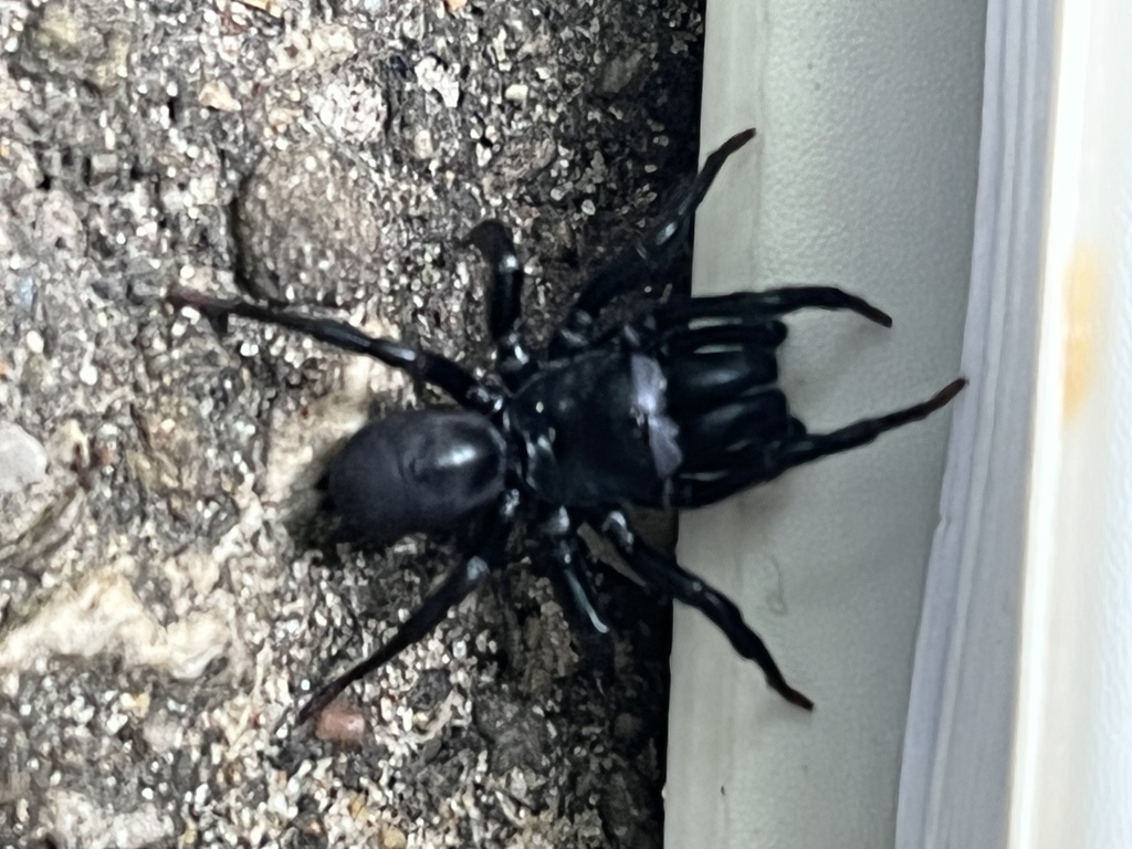 Black Purseweb Spider in June 2022 by Brian Finzel · iNaturalist