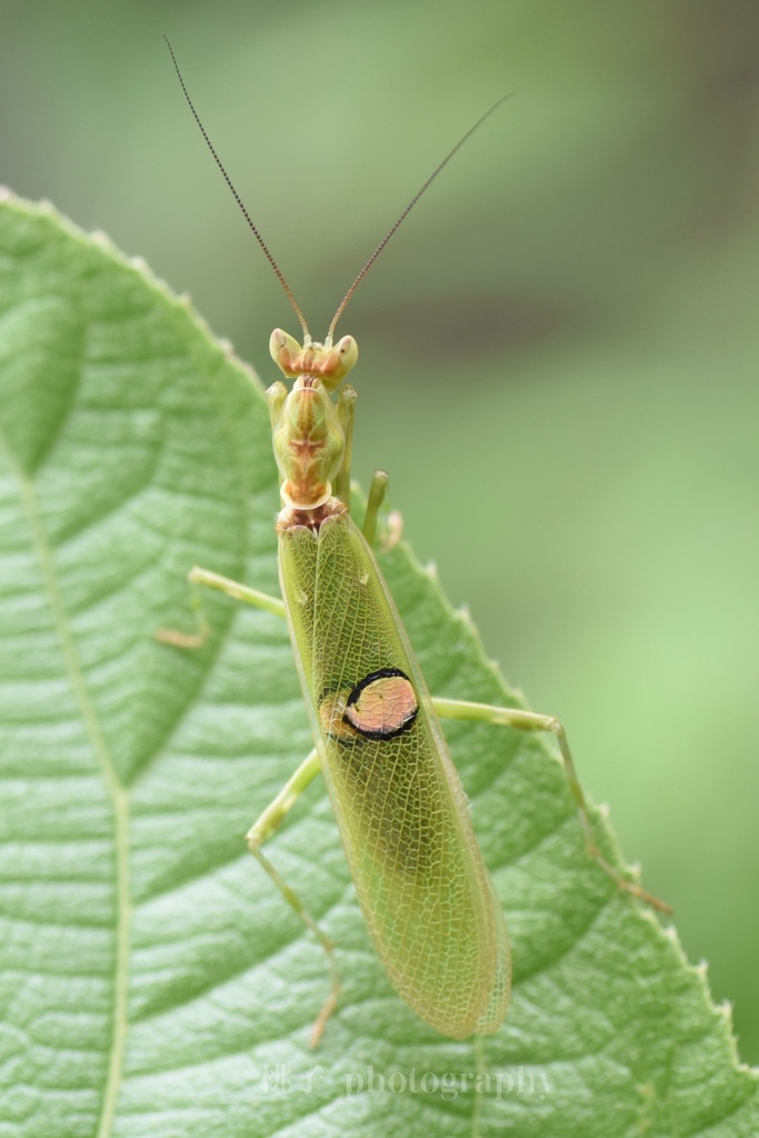 Jeweled Flower Mantis from 南山区, 深圳市, 广东省, CN on June 12, 2022 at 09:50 ...