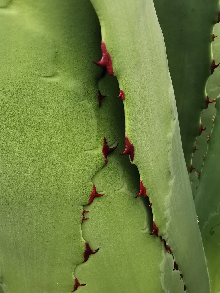 Agave inaequidens from Tapalpa, Jal., México on June 12, 2022 at 08:25 ...