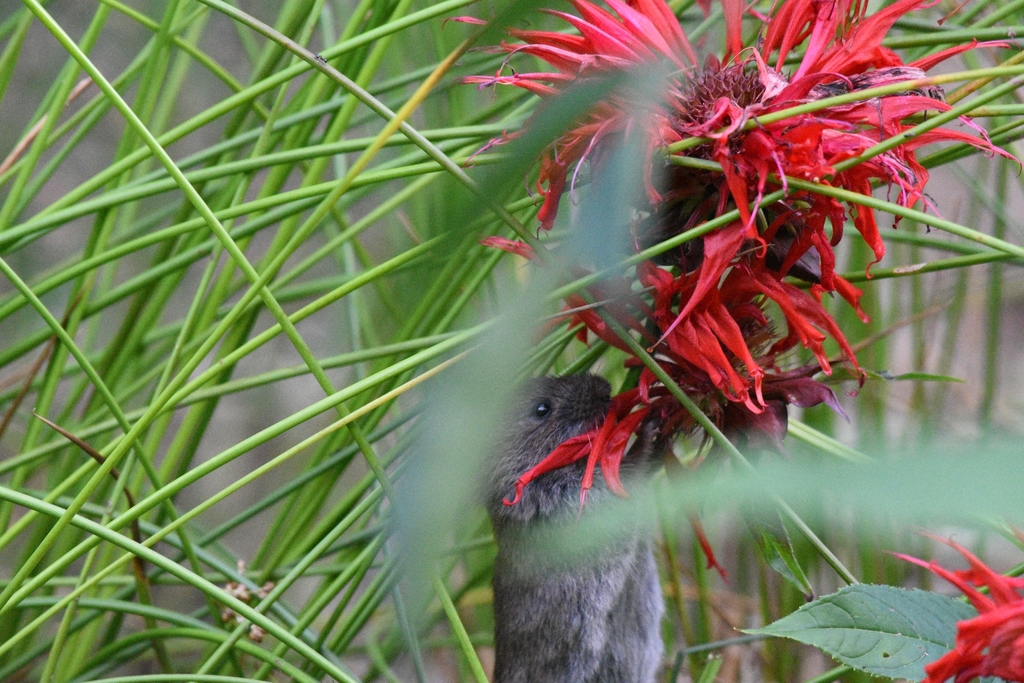 Voles, Lemmings, and Muskrats (Arvicolinae) - Know Your Mammals