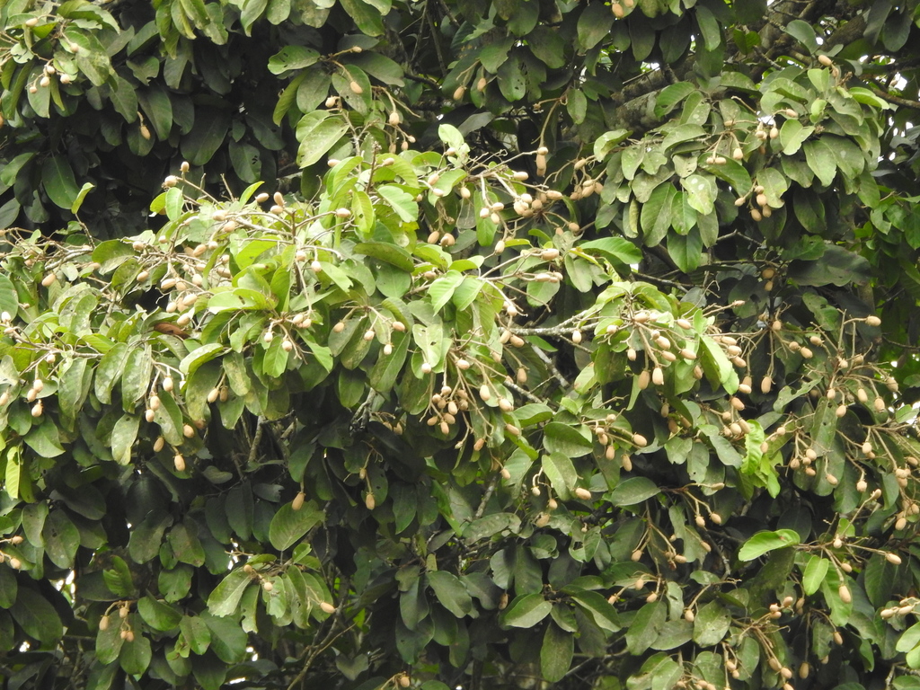 White Damar in June 2022 by shivaprakash · iNaturalist