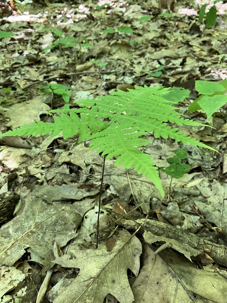 broad beech fern from Berlin, CT, USA on June 10, 2022 at 10:09 AM by ...