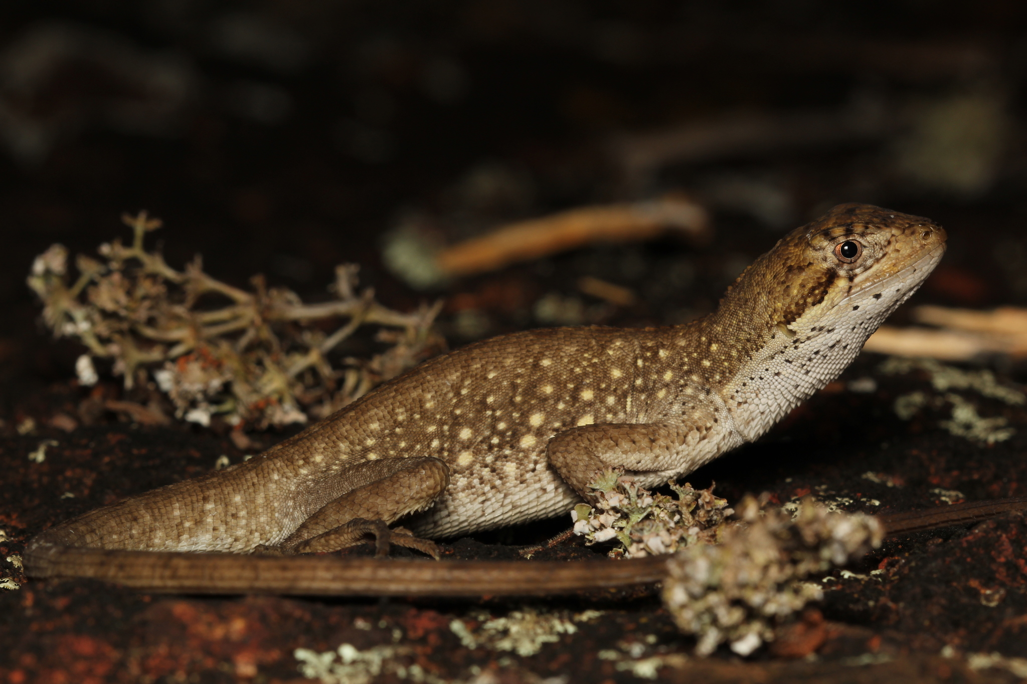 Enyalius bilineatus (Duméril & Bibron, 1837)