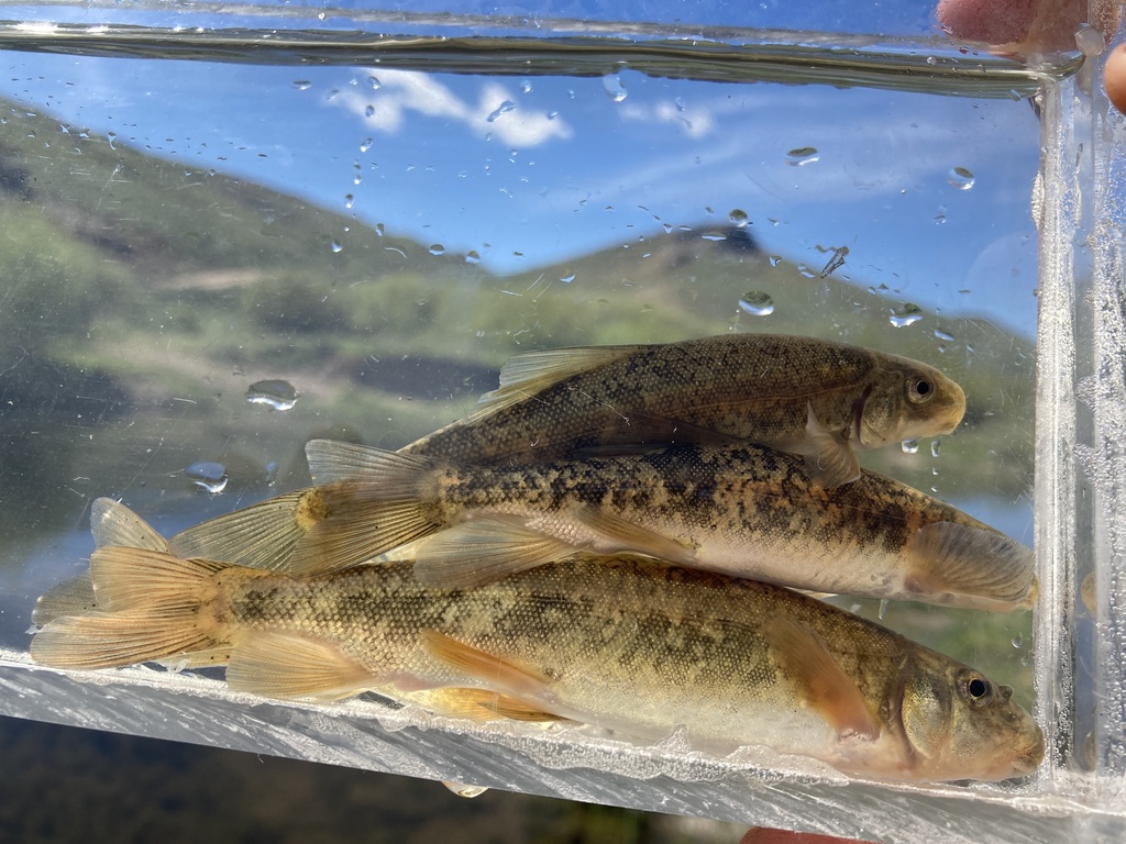 Bridgelip Sucker (Catostomus columbianus) - Marine Life Identification