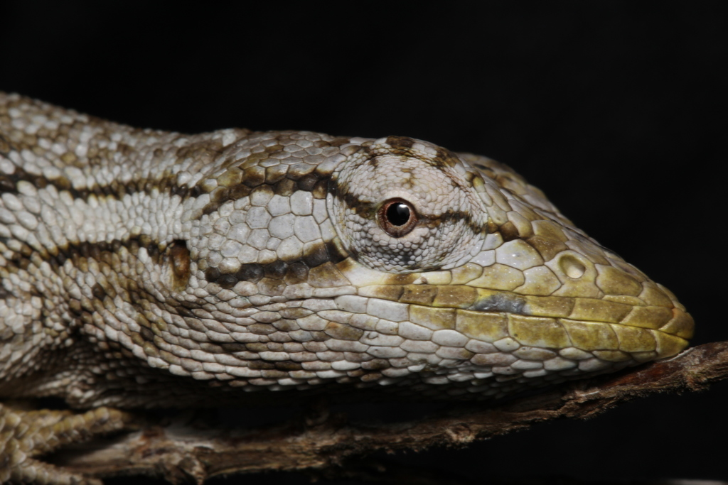 Brazilian Monkey Lizard from Diamantina, MG, 39100-000, Brasil on May ...