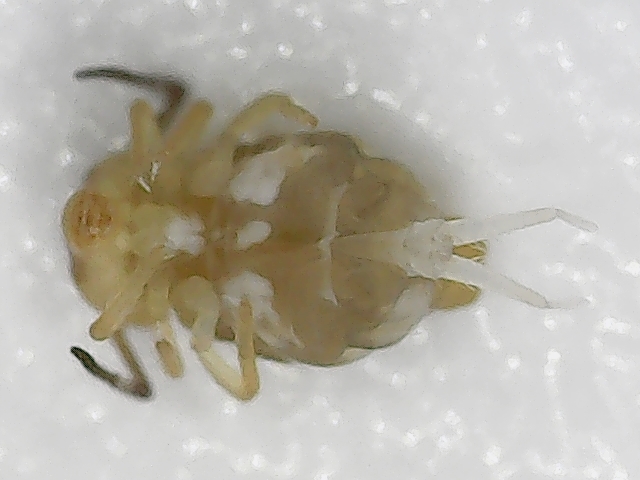 Globular Springtails from Upper Canal, Indianapolis, IN 46202, USA on ...
