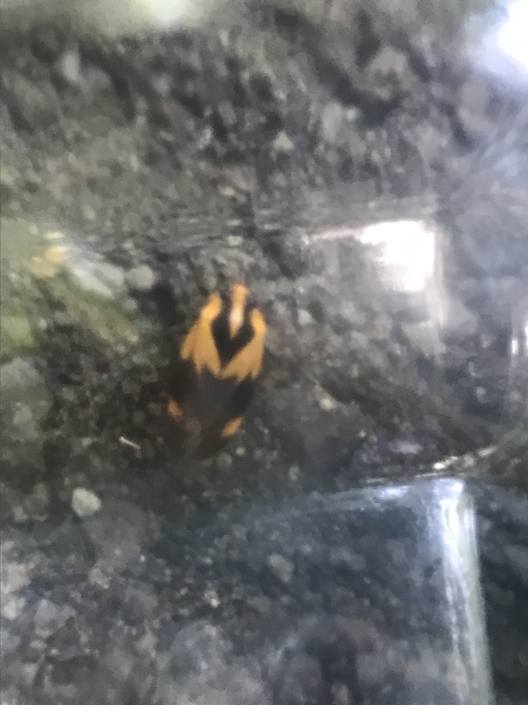 True Bugs, Hoppers, Aphids, and allies from Arenal Volcano National ...