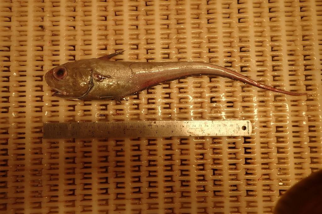 Grenadiers (Macrouridae) - Marine Life Identification