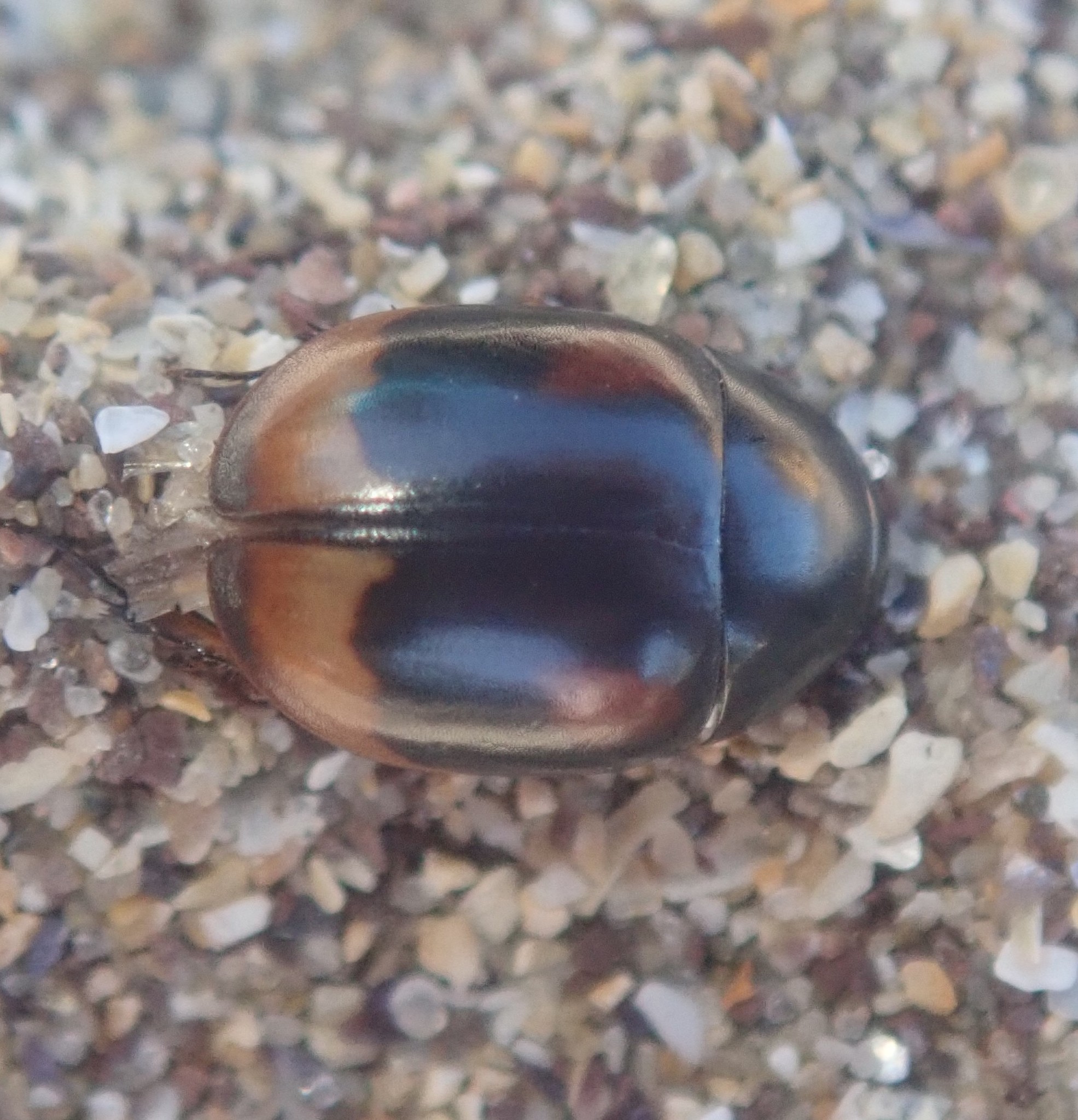 Sphaeridium scarabaeoides (Linnaeus, 1758)