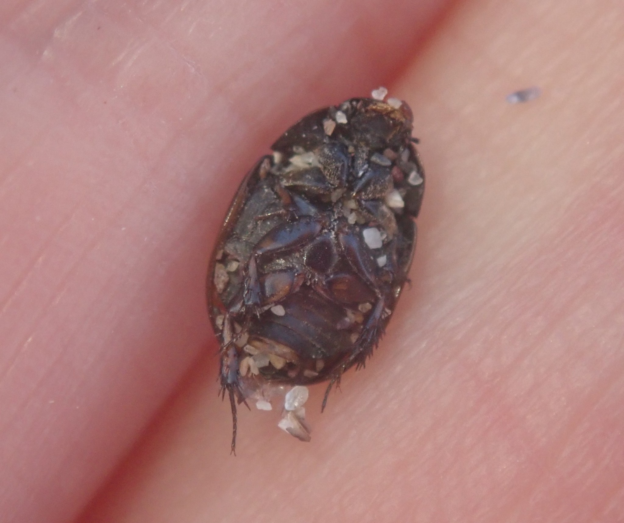 Sphaeridium scarabaeoides (Linnaeus, 1758)