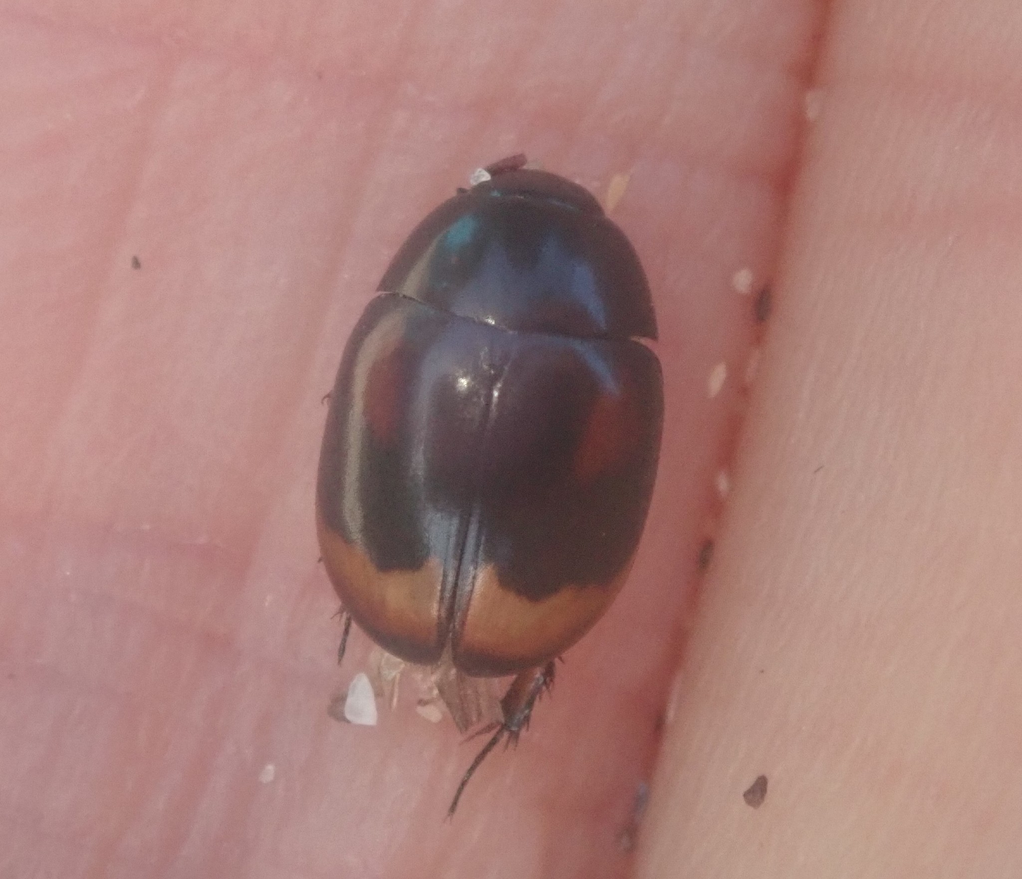 Sphaeridium scarabaeoides (Linnaeus, 1758)