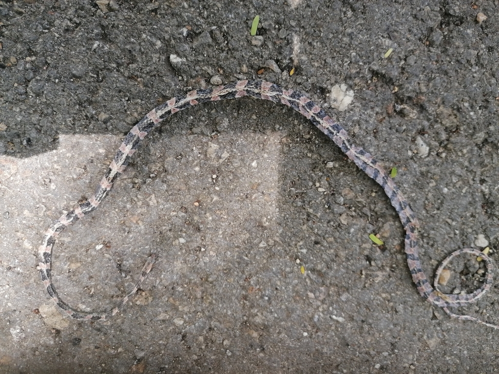 Yucatán Blunt-headed Tree Snake from Kantemó on 09 June, 2022 at 01:24 ...