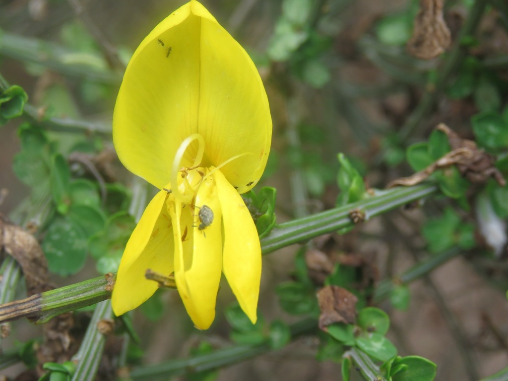 Scots broom (Introduced Species of Uplands Park, Oak Bay, BC) · iNaturalist