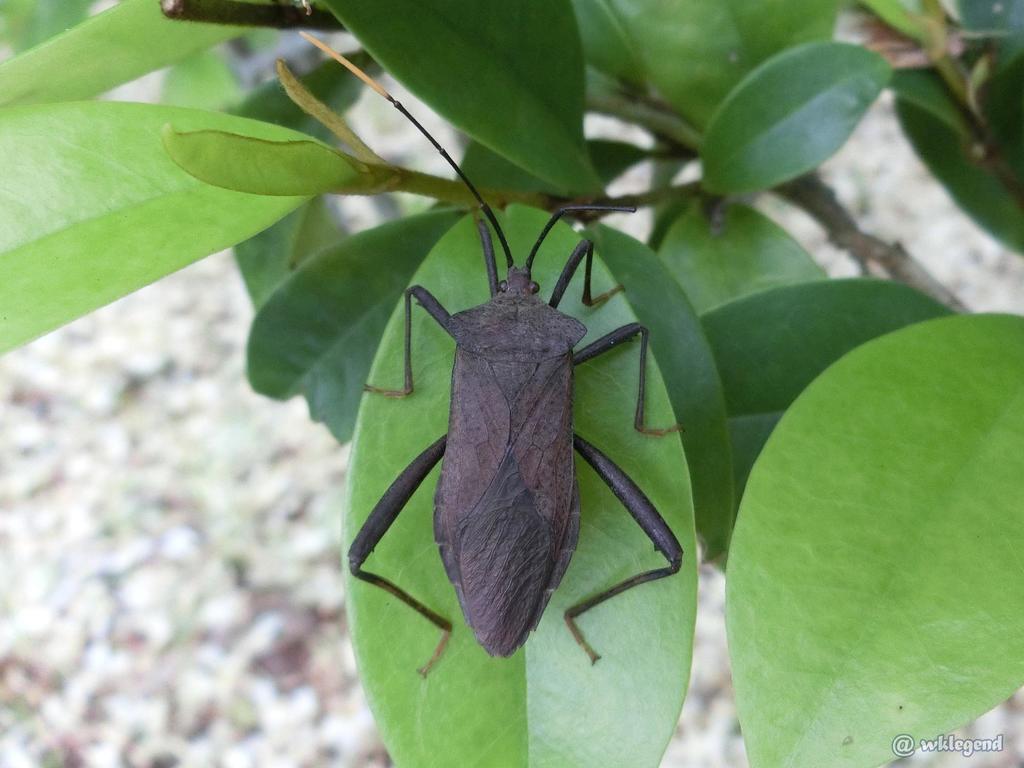 Mictis fuscipes from 香港茶寮坳 on June 12, 2022 at 03:08 PM by wklegend ...