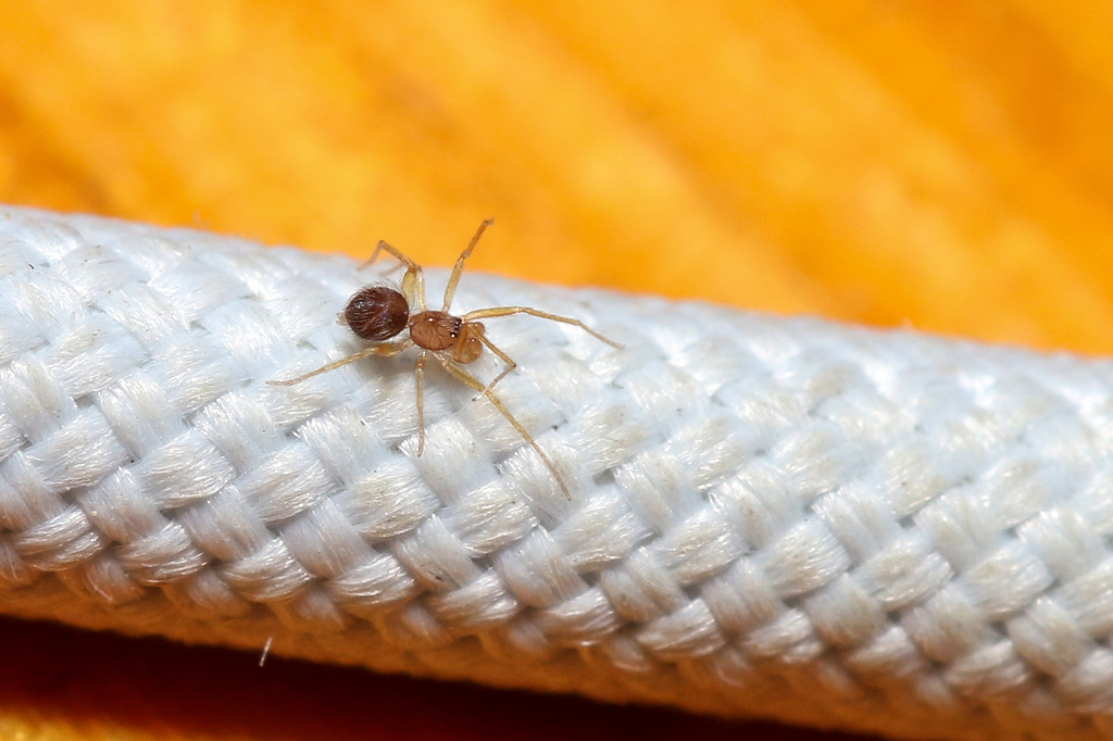 Araneoid Spiders from Ivy St, Providence, RI 02906, USA on May 28, 2022 ...