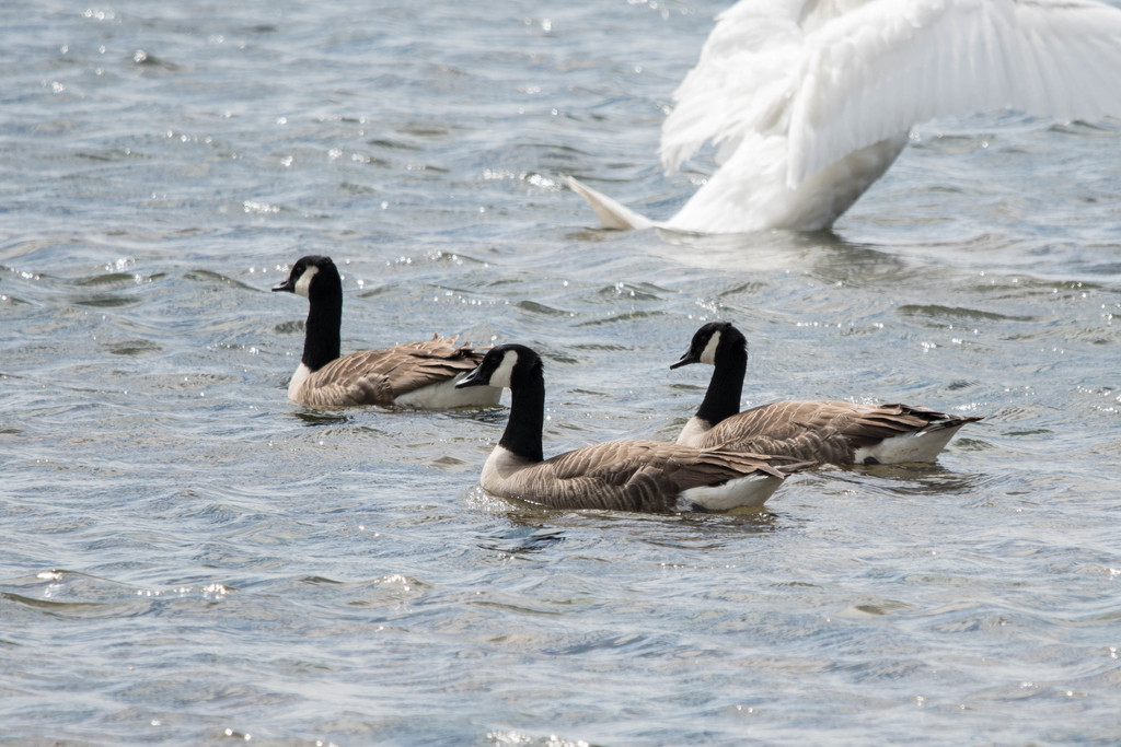 Canada Goose from Angus, Reino Unido on June 12, 2022 at 04:00 PM by ...