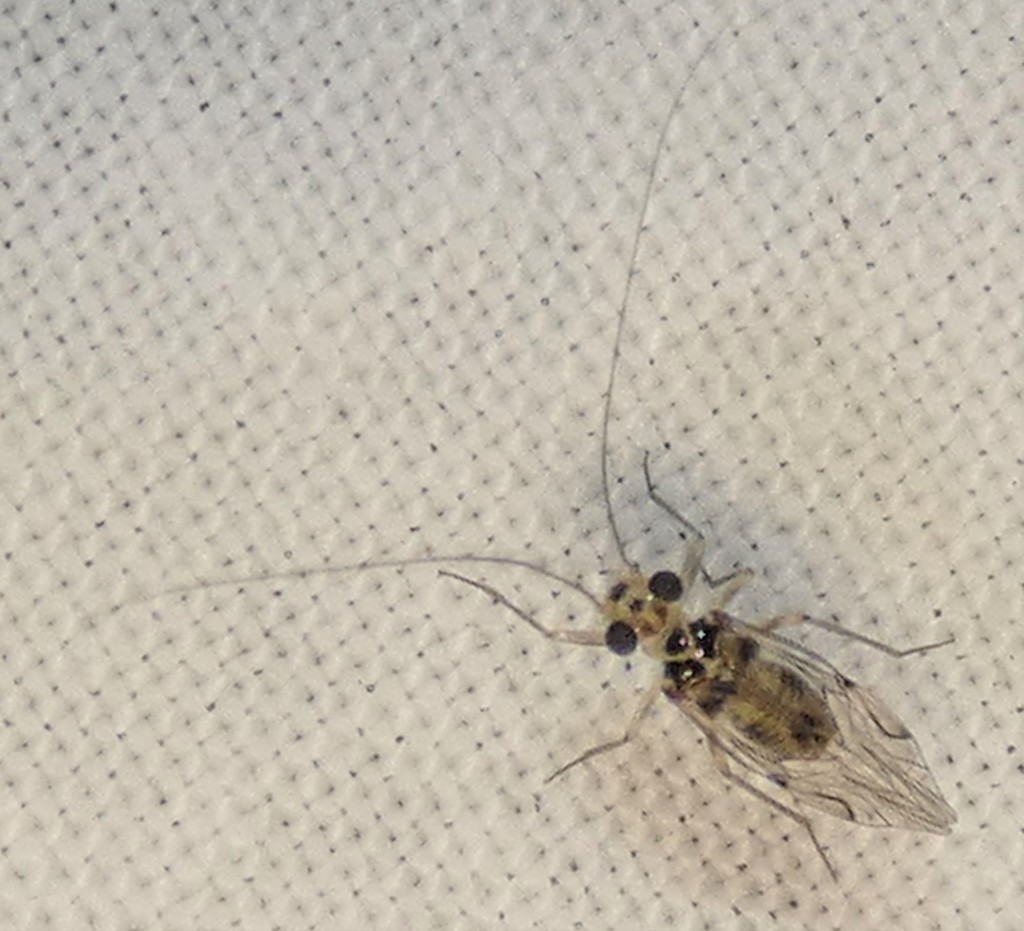 Psocomorpha from LWP-O Screven County, GA, USA on June 12, 2022 at 12: ...