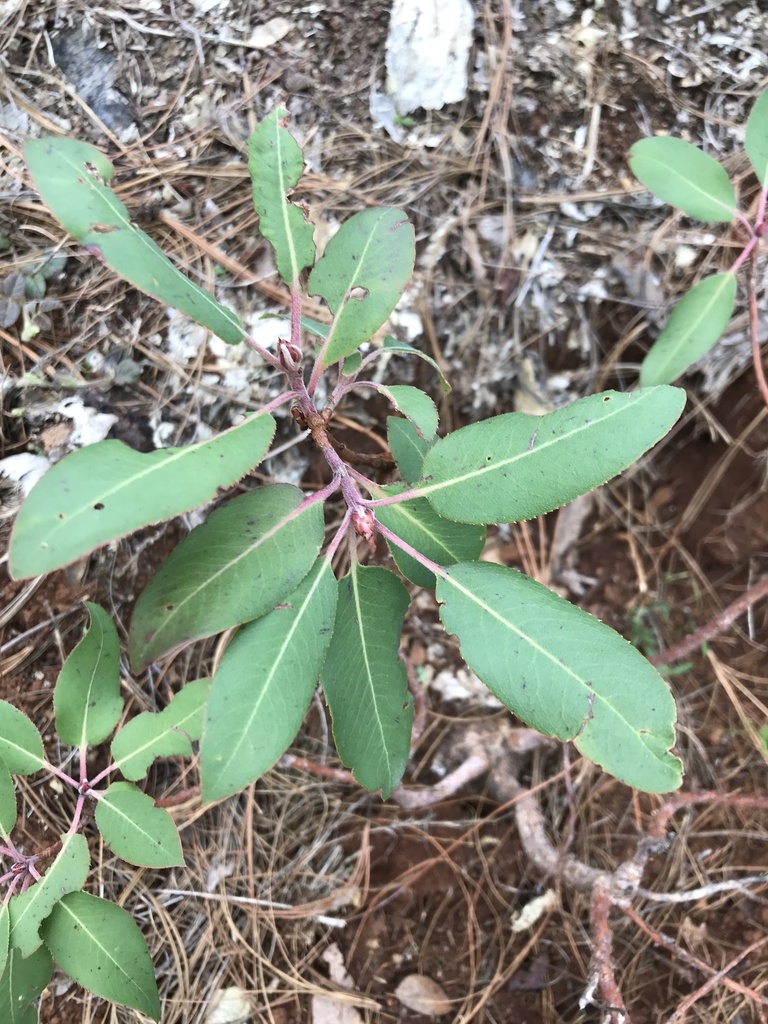 madrones from Tzintzuntzan, MICH, MX on June 11, 2022 at 05:12 PM by ...