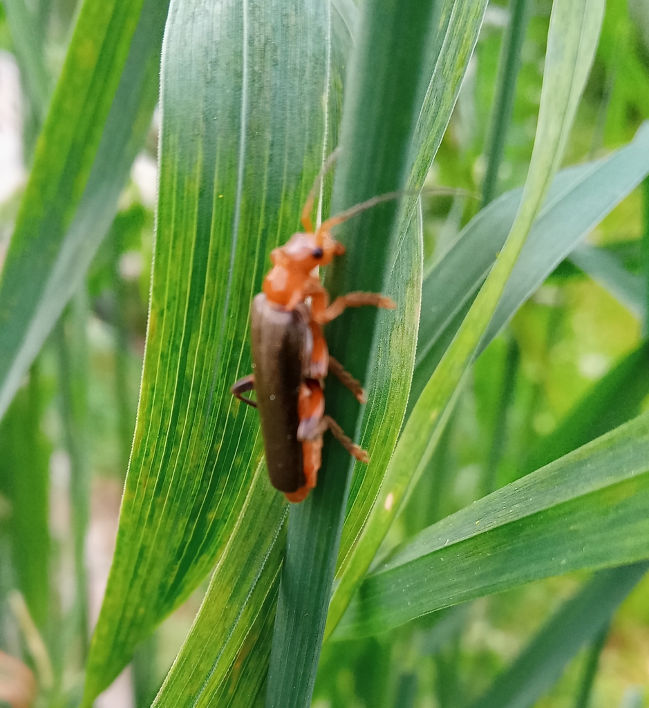 Cantharis rufa from Novgorodskiy rayon, RU-NG, RU on June 11, 2022 at ...