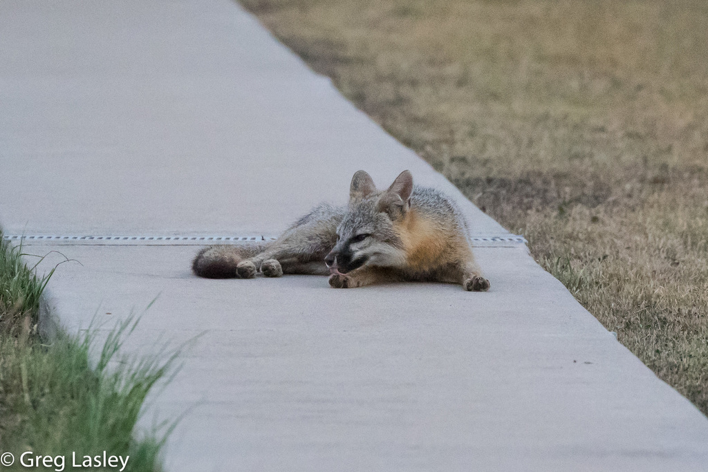 Gray Fox from Hays County, TX, USA on June 30, 2018 at 06:35 AM by Greg ...