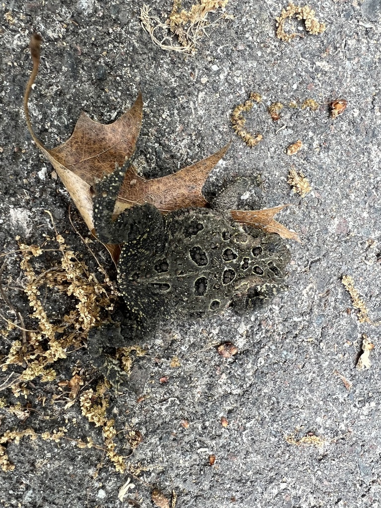 American Toad from Langton Lake Park, Roseville, MN, US on May 29, 2022 ...