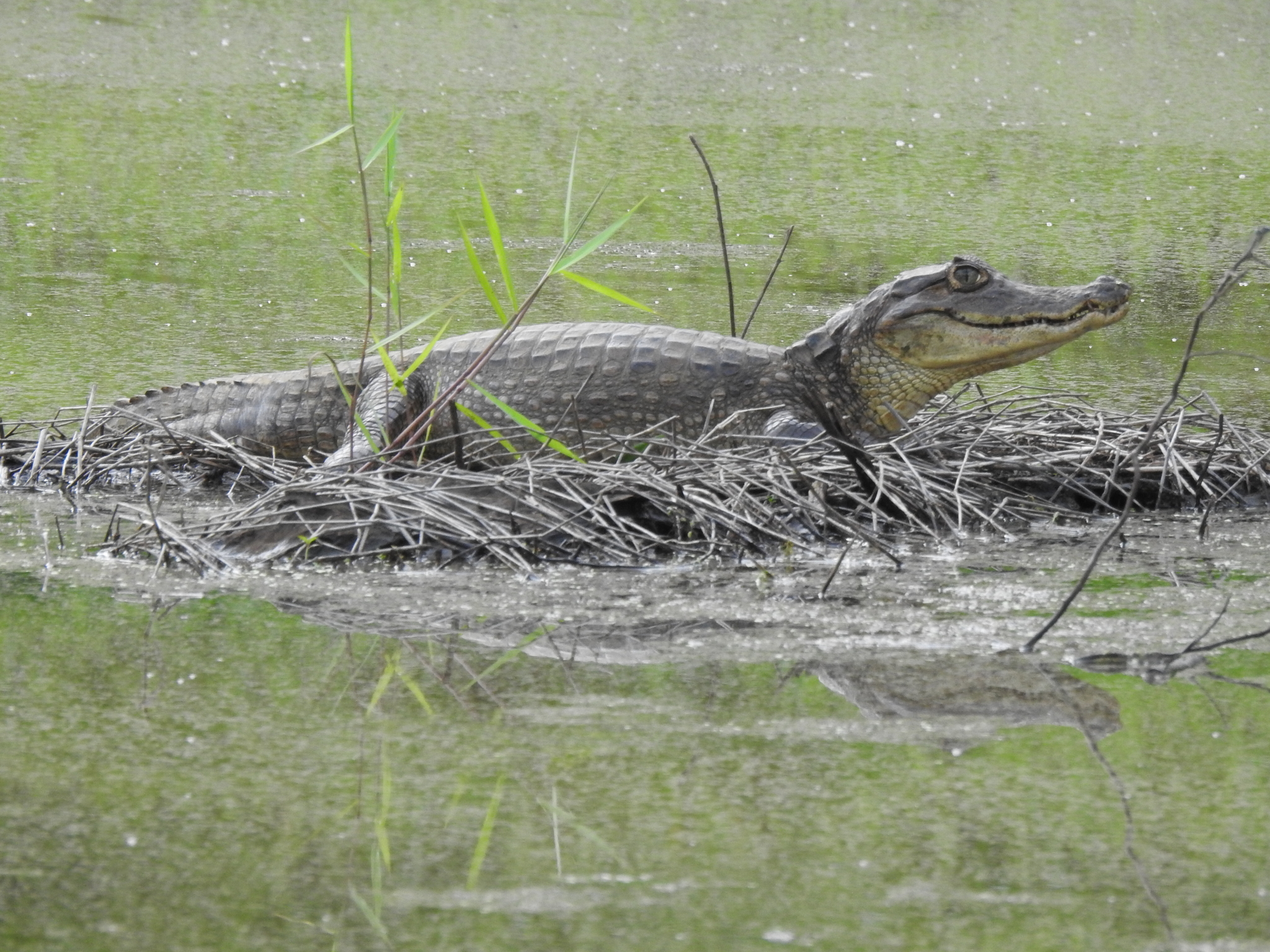 Caiman crocodilus fuscus (Cope, 1868)