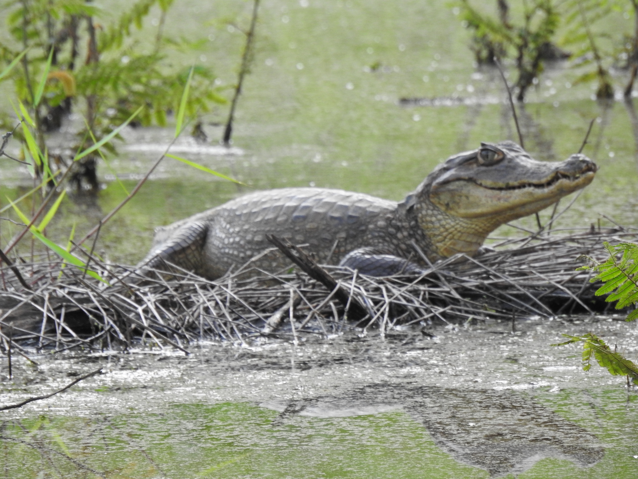 Caiman crocodilus fuscus (Cope, 1868)